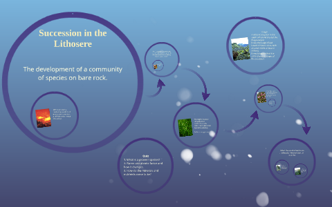 Succession in the Lithosere by Molly Fitzgerald on Prezi