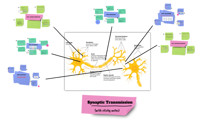 Synaptic Transmission Concept Map by Heather Bonilla on Prezi