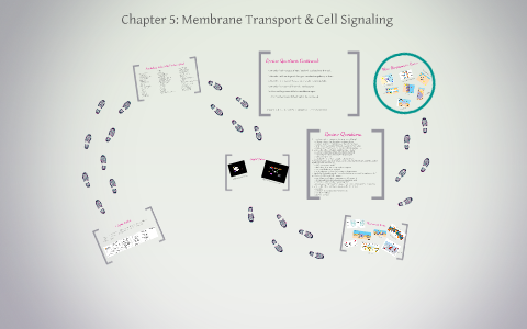 Chapter 5: Membrane Transport & Cell Signaling by Caitlin McDonald on Prezi