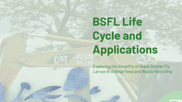 Bsfl Life Cycle And Applications By Abenezer Mamo On Prezi