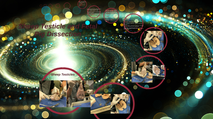 Sheep Testicle Dissection by kaitlyn pinegar on Prezi