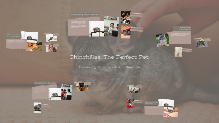 Chinchillas: The Perfect Pet by Torrin Brown on Prezi