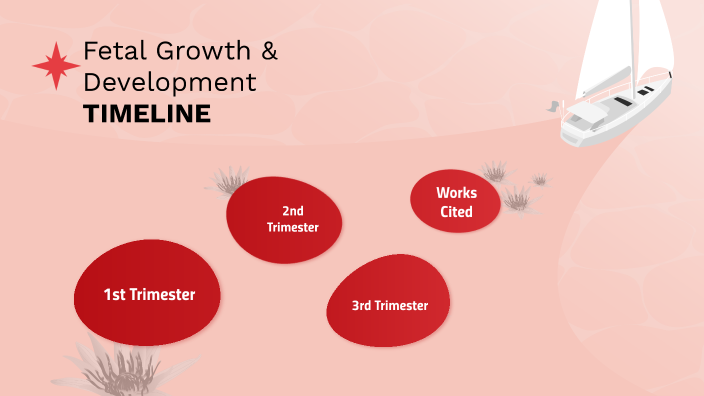 Fetal Growth & Development Timeline by Alejandro Jaramillo on Prezi