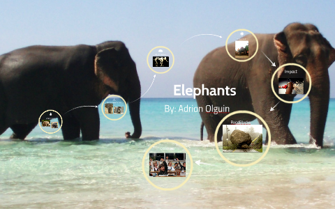 Elepahnts by adrian olguin on Prezi
