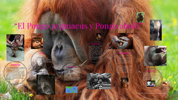 “El Pongo pygmaeus y Pongo abelii” by laura Ortiz