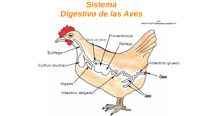 Sistema Digestivo de las aves by steven saldarriaga on Prezi