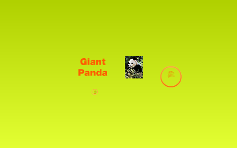 Giant Panda by tanner harris on Prezi