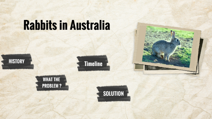 rabbeites by ruth mehari on Prezi