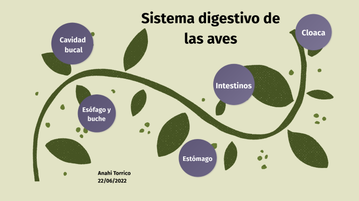 Sistema digestivo de las aves by Anahi Torrico on Prezi