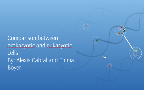 Comparison between prokaryotic and eukaryotic cells by Alexis Cabral on ...