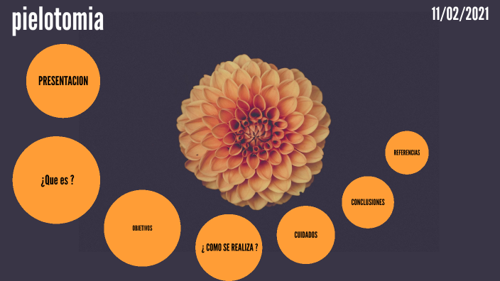 pielotomia by Jaqueline Perez Cruz on Prezi