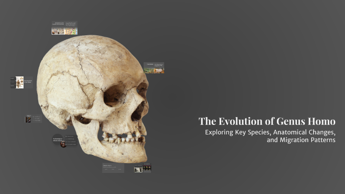 The Evolution of Genus Homo by ben levy on Prezi