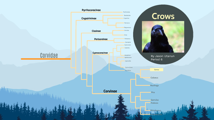 Corvidae Cladogram by Jas U on Prezi