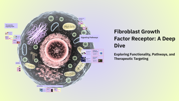 Fibroblast Growth Factor Receptor: A Deep Dive by Carley Conover on Prezi
