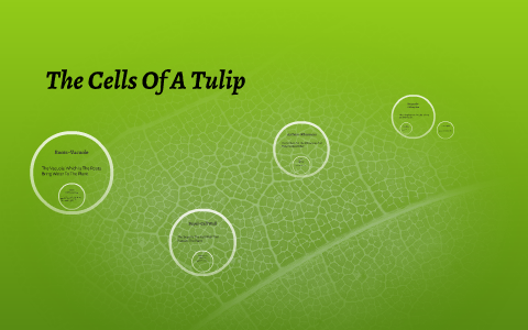 The Cells Of A Tulip by Kim Chevalier on Prezi
