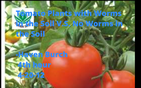 plants with worms in the soil vs with no worms in the soil by Haven ...