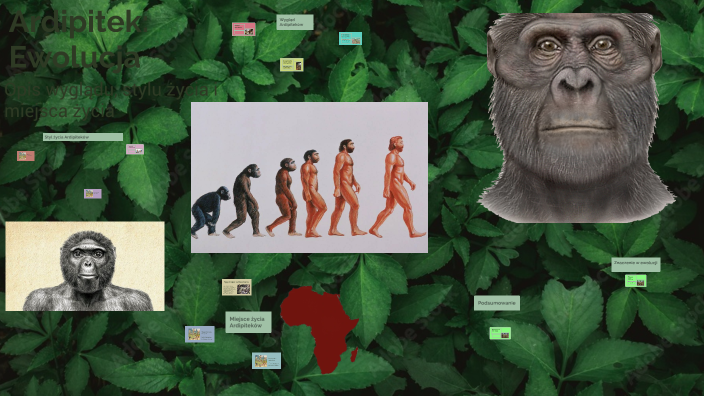 Ardipitek: Ewolucja by Maks Sobolewski on Prezi