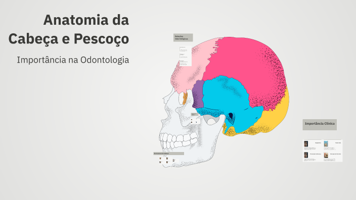 Anatomia da Cabeça e Pescoço by Thayna Fagundes Lentz on Prezi