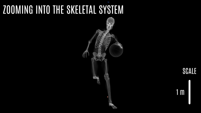 Zooming into the Skeletal System by Leah Lucania on Prezi
