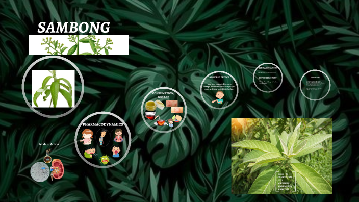 SAMBONG-D1 by May-Ryam Suraa Hiya on Prezi
