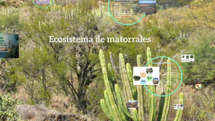 Matorrales by Gogis Martínez on Prezi