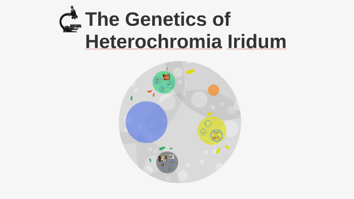 The Genetics of Heterochromia Iridum by Janessa Breton on Prezi