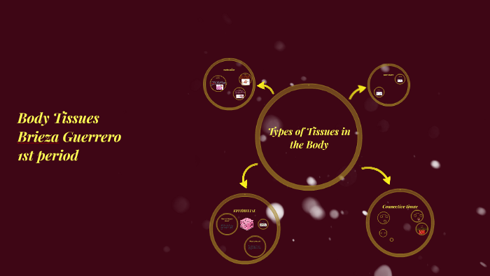 types of tissues ion the body by brieza guerrero on Prezi