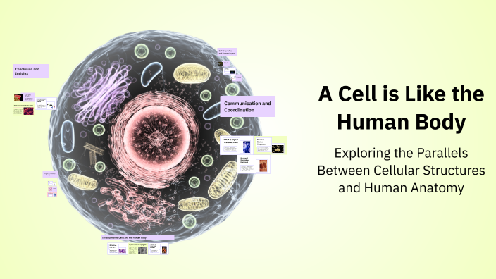 A Cell is Like the Human Body by ADDISON STALEY on Prezi
