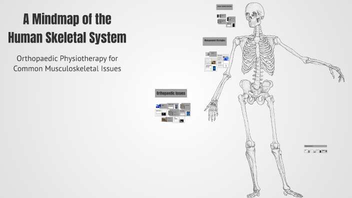 A Mindmap of the Human Skeletal System by Jayden Jansen van Vuuren on Prezi