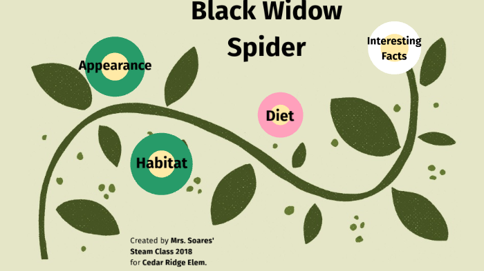 Black Widow Spider by Rachel Jackson on Prezi