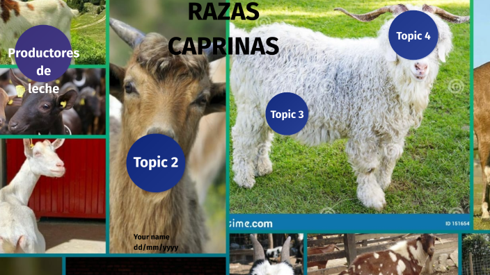 Razas Caprinas by Catherine Estupiñan on Prezi