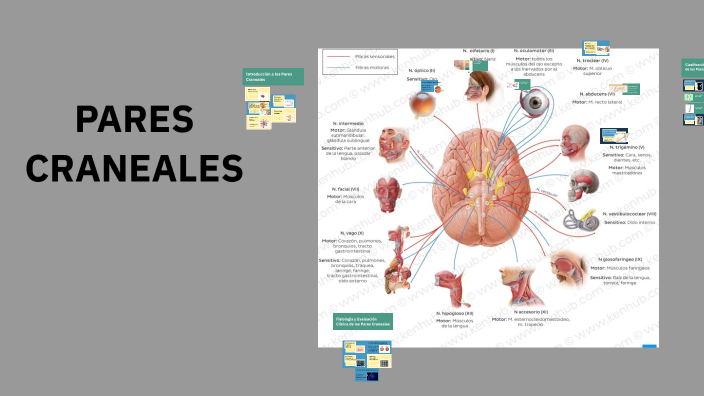 PARES CRANEALES by Ariel Cordova on Prezi