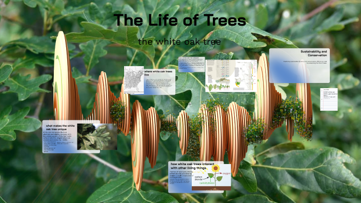 The Life of Trees by noah medley on Prezi