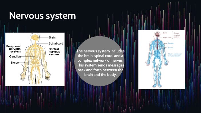 Health project - Nervous system by Samantha Vatty on Prezi