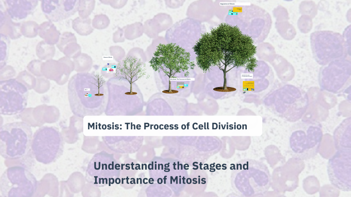 Mitosis: The Process of Cell Division related to real-world by Shireen ...
