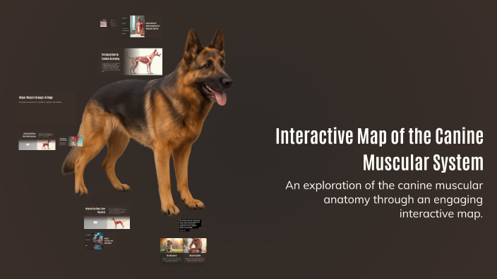 Interactive Map of the Canine Muscular System by Brianna Moore on Prezi