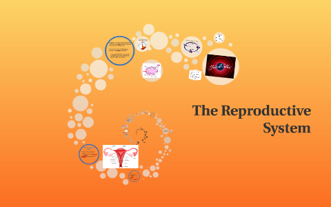 The Reproductive System by Maria Tebies on Prezi