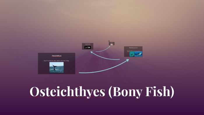 Osteichthyes (Bony Fish) by Logan Moss on Prezi