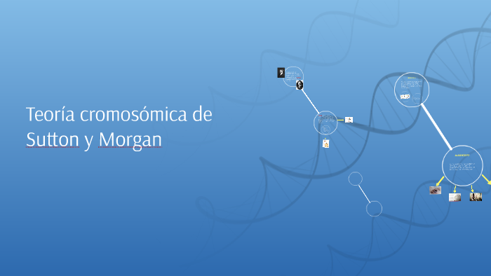 Teoría cromosómica de Sutton y Morgan by Wendy Rosales on Prezi