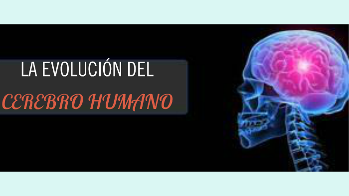 La evolución del cerebro humano by laura castillo on Prezi