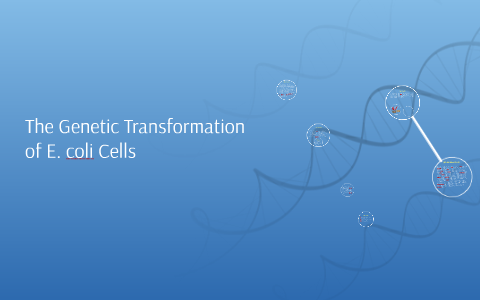 The Genetic Transformation of E. coli Cells by Madeline Corbett on Prezi