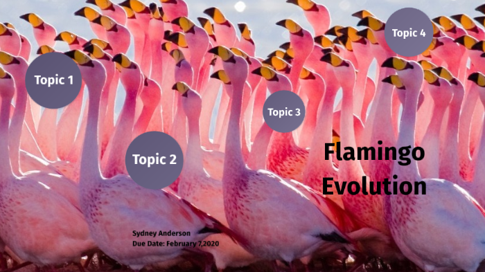 Evolution of Flamingos by Sydney Anderson on Prezi