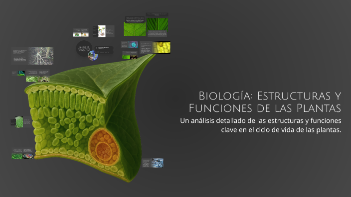 Biología: Estructuras y Funciones de las Plantas by Franco Calvo on Prezi