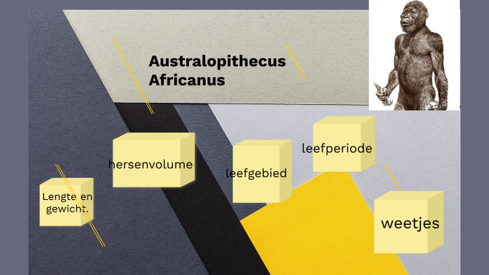 Australopithecus Africanus by Mick Van Durme on Prezi