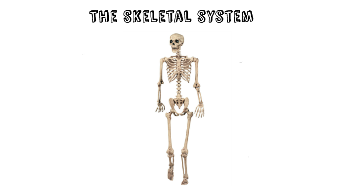 The Skeletal System by Allison Fitzhugh on Prezi