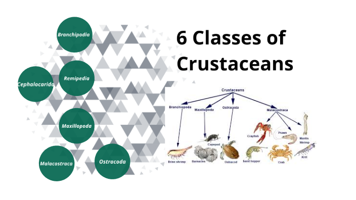 6 classes of crustaceans by David Coope on Prezi