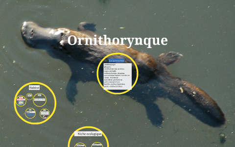 Ornithorynque by Éloi Lachance on Prezi