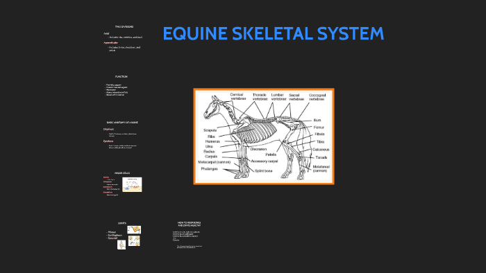 Equine Skeletal System by verenise rodriguez on Prezi
