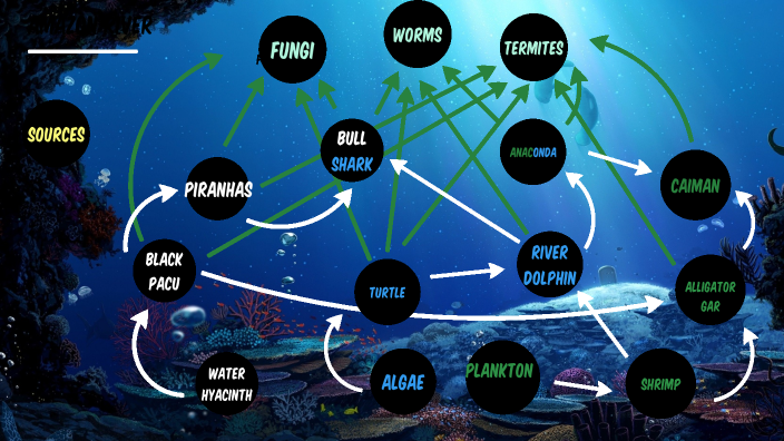 Amazon river Food Web by Kadie Morrison on Prezi