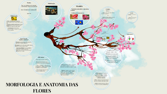 MORFOLOGIA E ANATOMIA DA FLOR by Mariana Ribeiro on Prezi